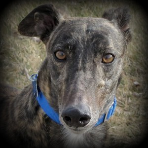 Index of /attachments/Image/Foster_Dogs